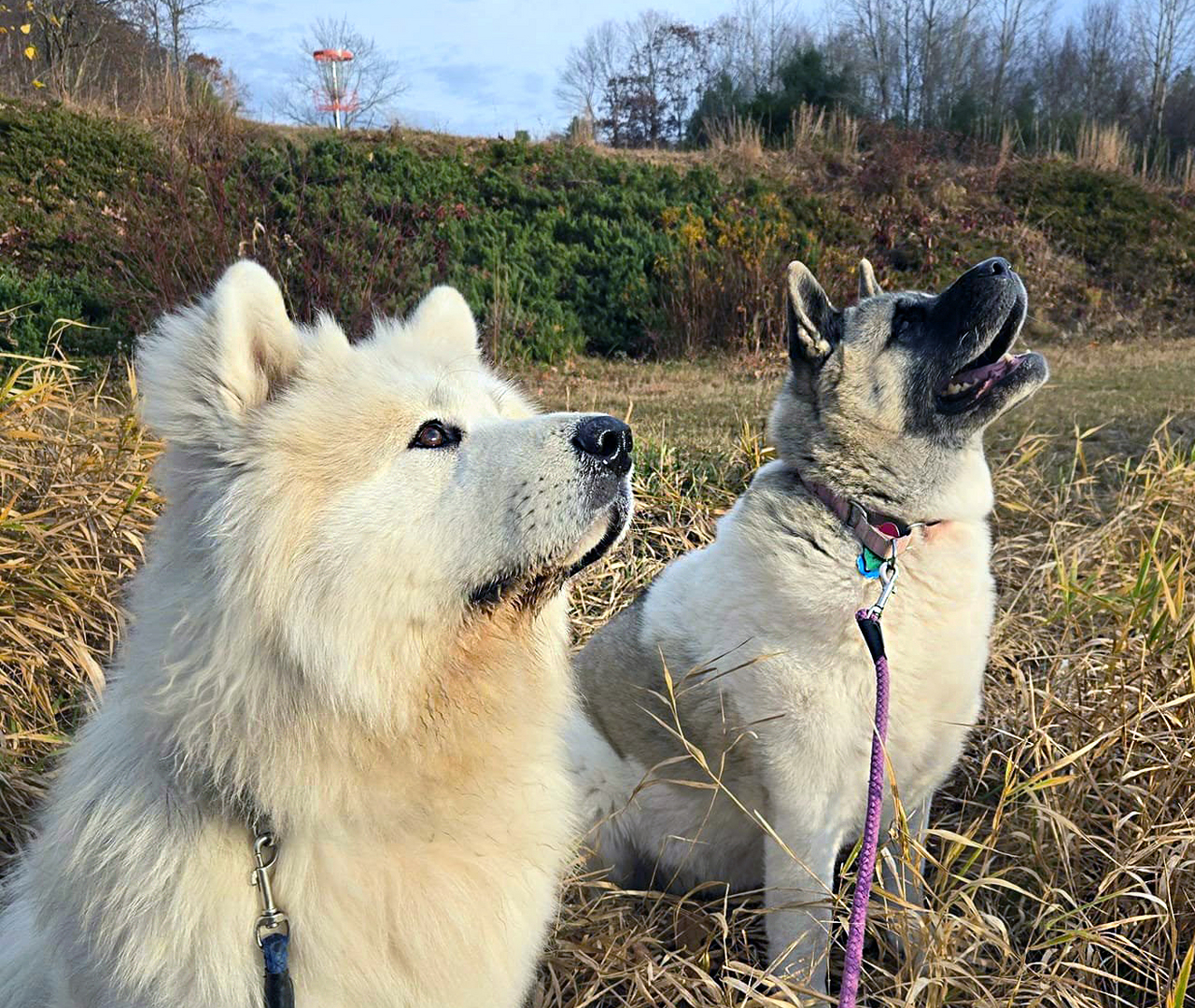 Whisker Walk Team Mooch and Teaka