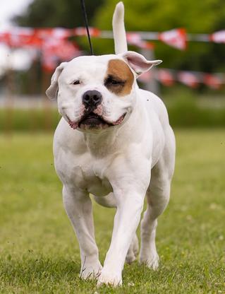 Standard American Bulldog Puppies