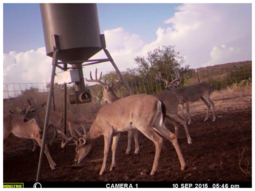 The Hammer Feeding System - timed protein feeders