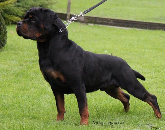 Von Ruelmann Rottweilers inc - German Rottweiler Puppies For Sale ...