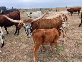 Texas Miniature Longhorn cattle for sale. Hobby Farm's fun!