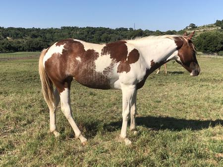 Horses for Sale | Whiskey Canyon Ranch