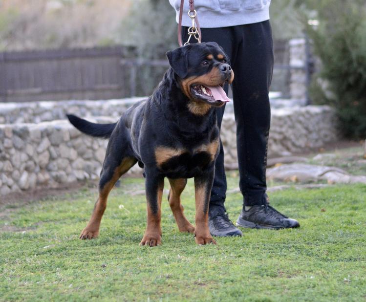 Von Ruelmann Rottweilers inc - German Rottweiler Puppies For Sale ...