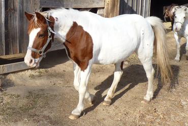 Meet The Horses - Horseback Riding Tipton Iowa City Cedar Valley Stables