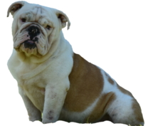 The Bulldog Express - Home