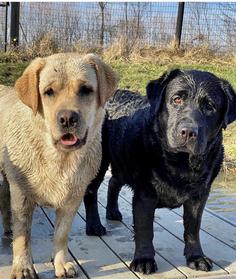 Belvoir Labradors - Puppies, Labrador Retriever, Michigan