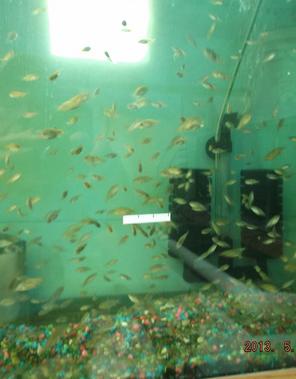 Mineral Springs Tilapia | Tilapia fingerlings for sale | Clean indoor ...