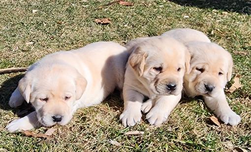 Home [www.bristolcountylabradors.com]