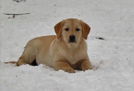 Home [www.bristolcountylabradors.com]