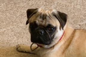 Home [www.wichitapugrescue.com]