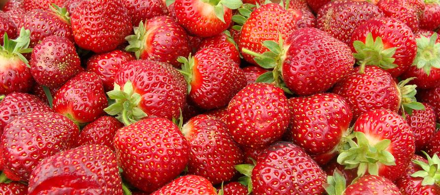 Home [www.nelsonberries.com]