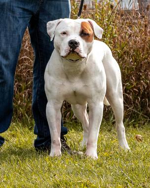 Standard American Bulldog Puppies
