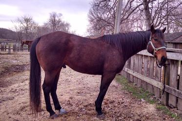 Meet The Horses - Horseback Riding Tipton Iowa City Cedar Valley Stables