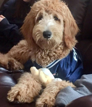 Goldendoodle Puppies for Sale Massachusetts - American Goldendoodle