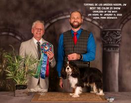 Cavalier King Charles Spaniel Puppies - Parlett Cavaliers