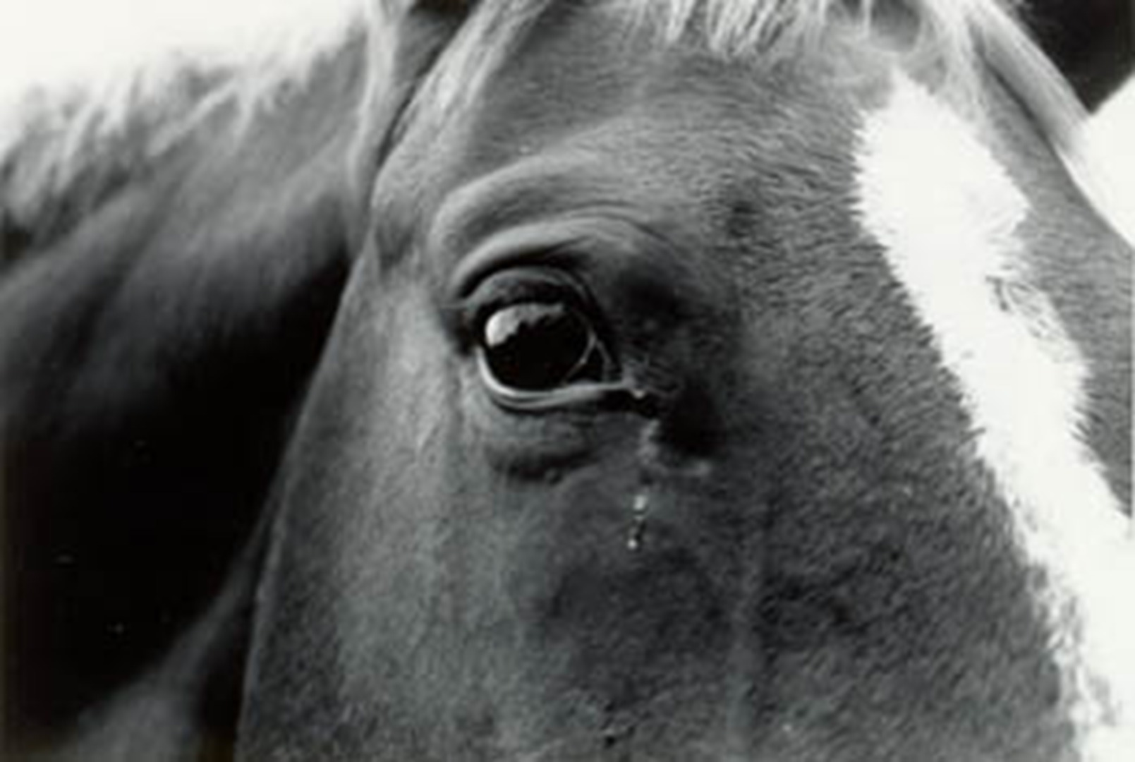 Invicta Animal Health