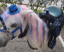 Pretty Pony Parties Houston Tx