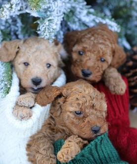 Goldendoodle Puppies for Sale Massachusetts - American Goldendoodle