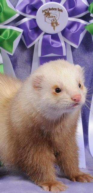 Ferret Buckeye Bash