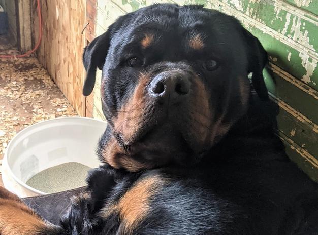 Rottweiler Puppies For Sale in Durango, CO | Colorado Rottweiler