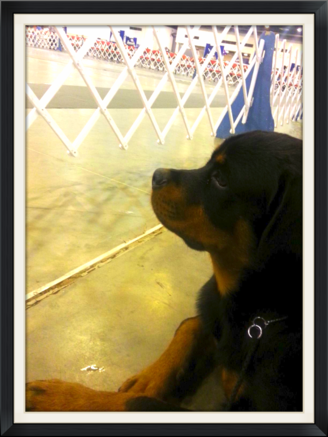 Legendary Rottweilers, German Rotts, ADRK lines, German Rottweilers ...