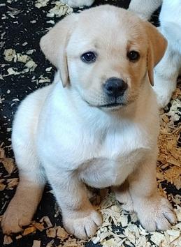 Home [www.bristolcountylabradors.com]