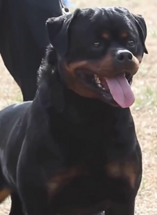 WESTERN FAMILY RANCH GOATS & AKC ROTTWEILERS FOR SALE Middle TN ...