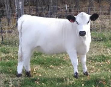 RLC Farms MN LLC British White Cattle