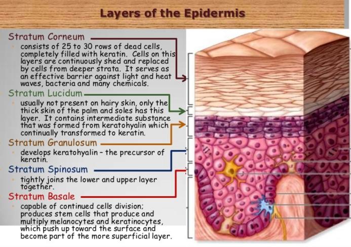 Integumentary system