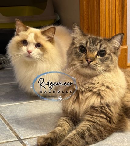 Ragdoll Kittens for sale
