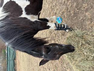 Home [www.veterinaryrehabtechnologies.com]