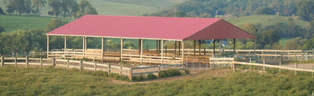 Backgrounding Grazing | C.H. Cattle Co