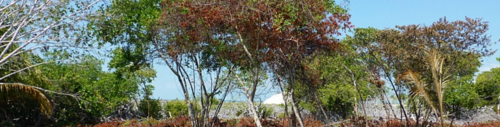 Large North Caye Corner Lot | Caye Living Properties