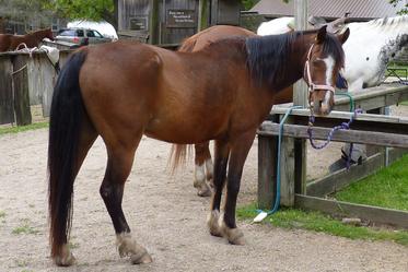 Meet The Horses - Horseback Riding Tipton Iowa City Cedar Valley Stables