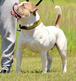 Standard American Bulldog Puppies