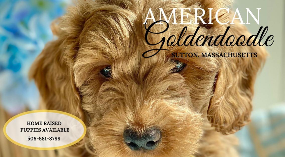 Goldendoodle Puppies for Sale Massachusetts - American Goldendoodle