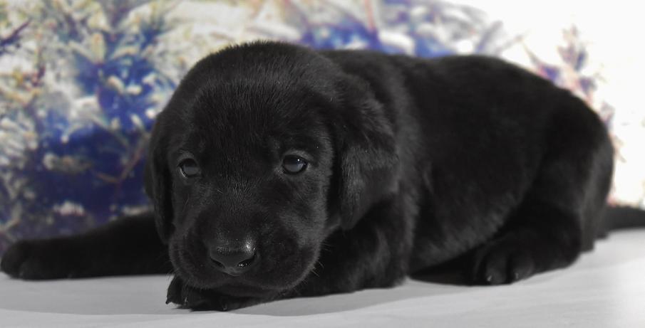Black Lab Puppies for Sale - Mabry Labs