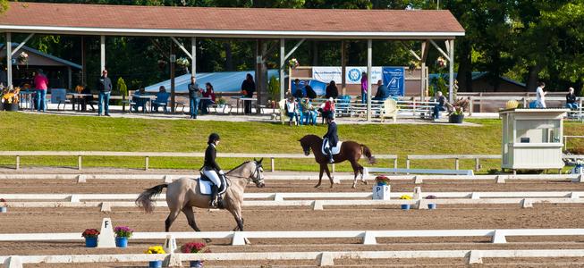 Dressage Shows