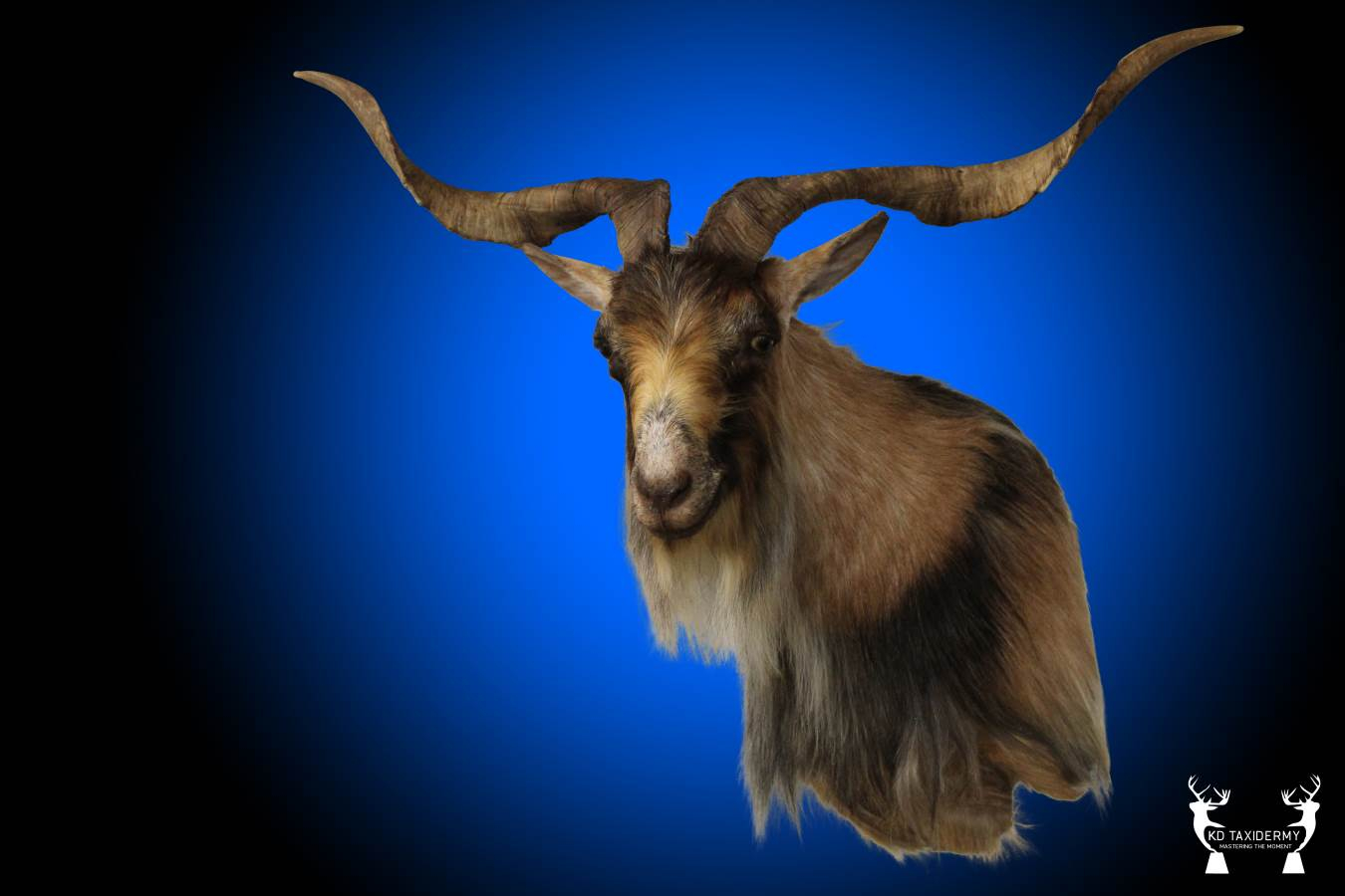 Spanish Goat Taxidermy My Black Spanish Goat From Kentucky Antler