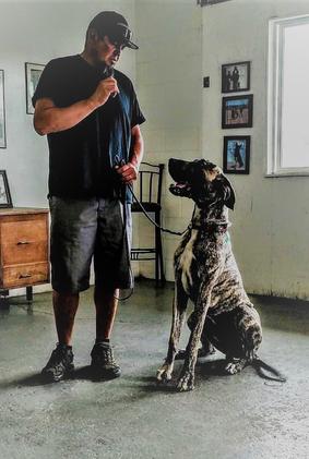 Professional Dog Trainer