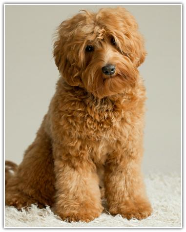 Cherry Lane Labradoodles Puppies