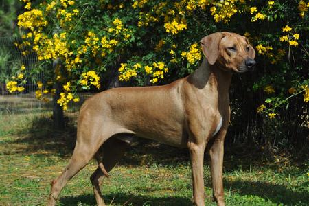 Rhodesian Ridgebacks puppies for sale:, FL Chioke Rhodesians
