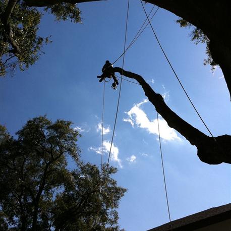 Home [www.treebilly.com]