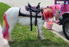 Pretty Pony Parties Houston Tx