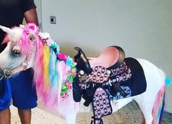Pretty Pony Parties Houston Tx