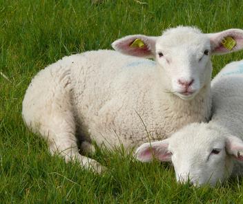 Small Ruminant Analysis