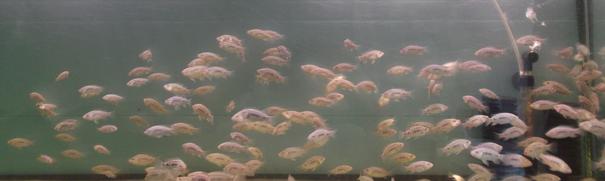 Mineral Springs Tilapia | Tilapia fingerlings for sale | Clean indoor ...