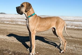 Northern Colorado Great Danes Stud