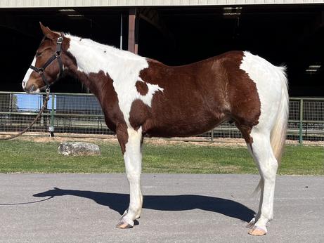 Horses for Sale | Whiskey Canyon Ranch