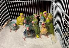 Midnight Parrot Parrot Available Babies, Macaws for sale, parrots for ...